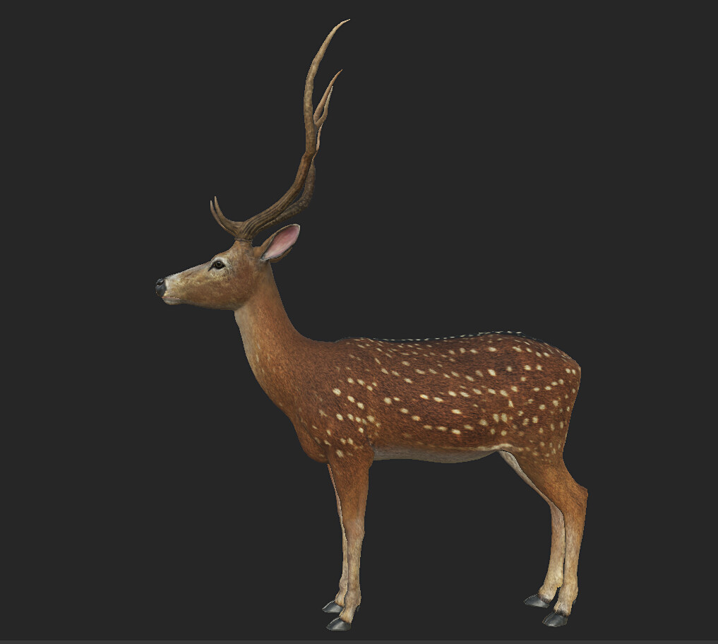ArtStation - Realistic Deer 3d model with rigged | Game Assets