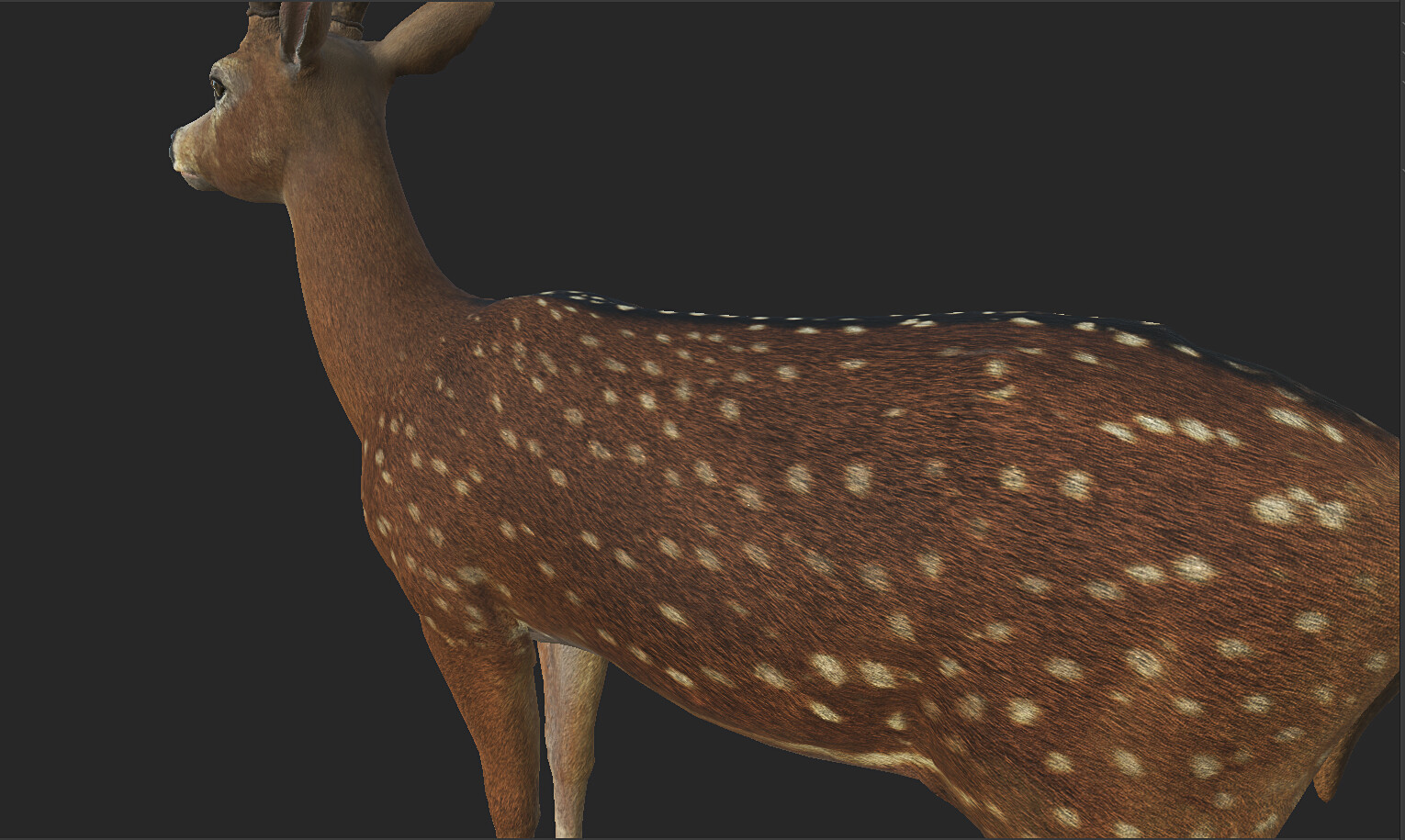 ArtStation - Realistic Deer 3d model with rigged | Game Assets