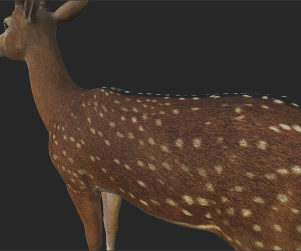 ArtStation - Realistic Deer 3d model with rigged | Game Assets