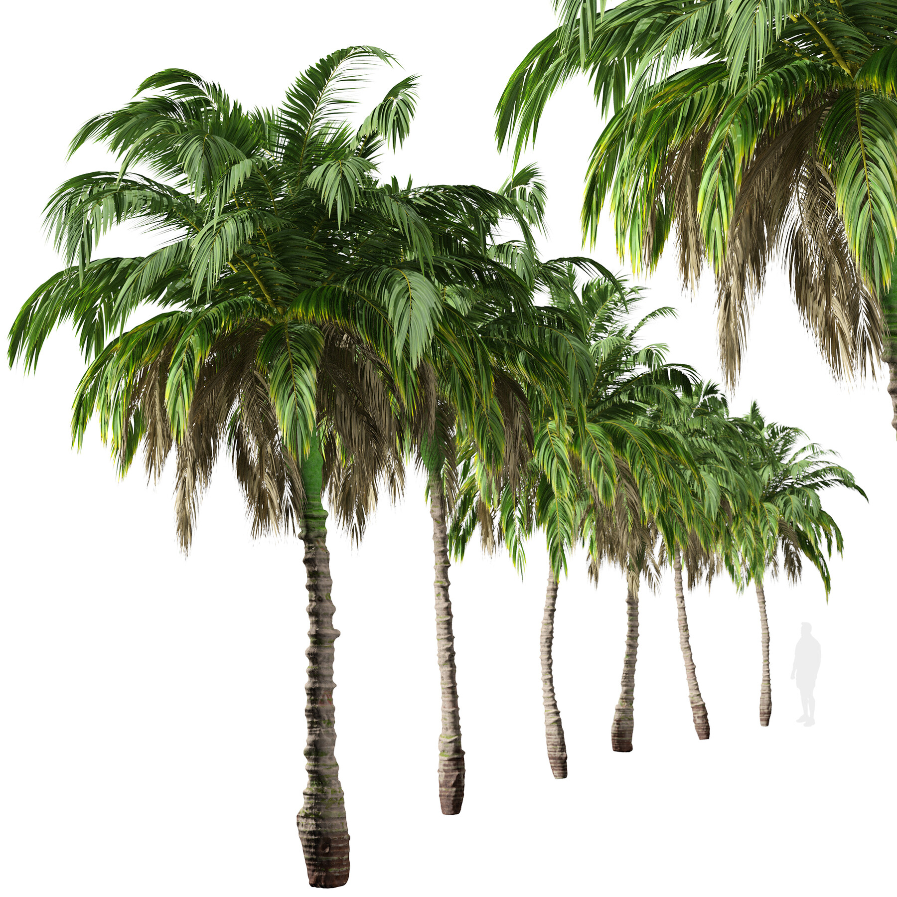 ArtStation - Set of Alexandra palm Tree (Archontophoenix alexandrae) (3 ...
