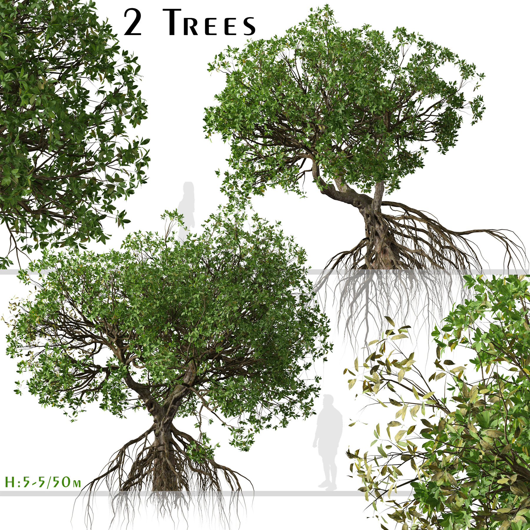 ArtStation - Set of Rhizophora apiculata Trees (Mangrove) (2 Trees ...