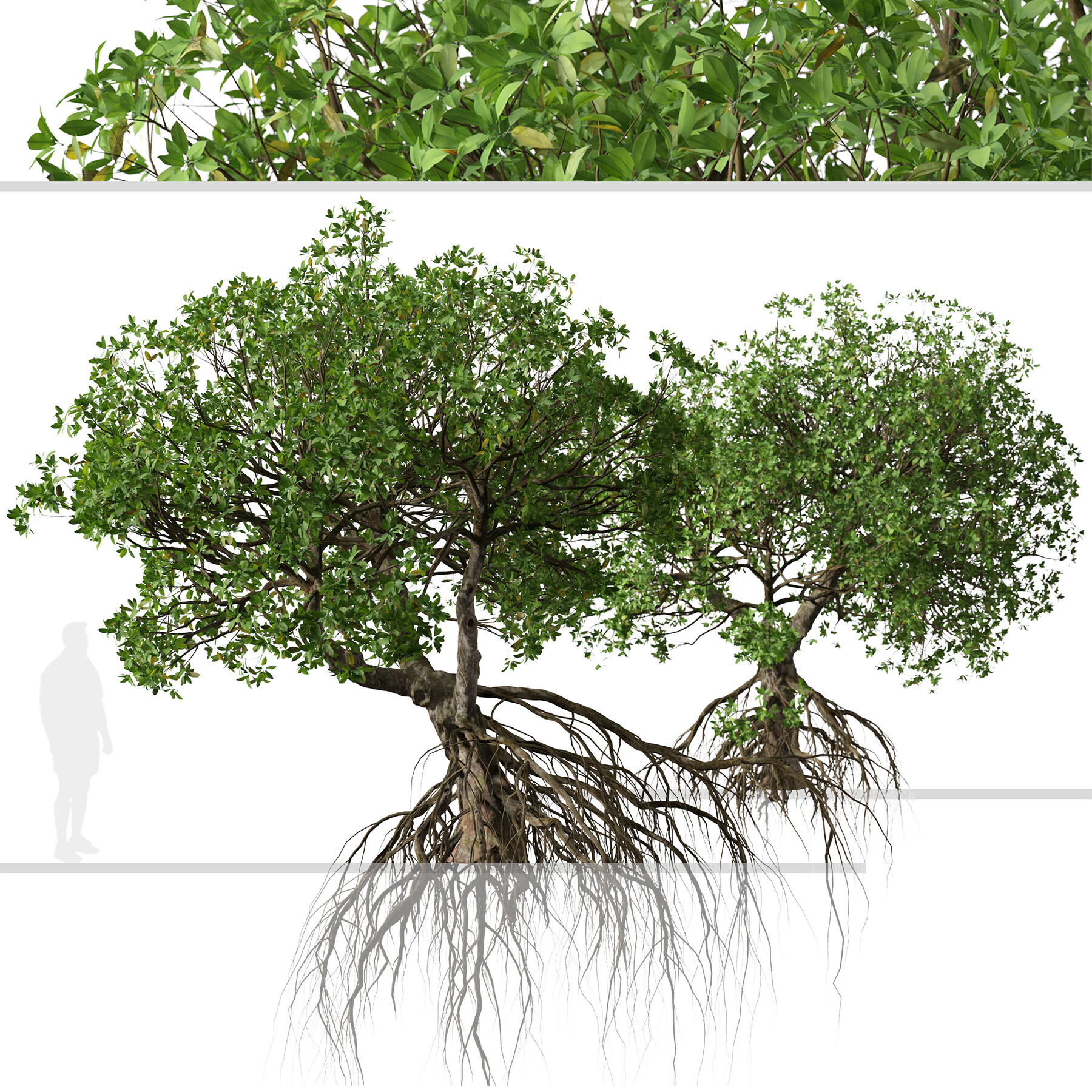 ArtStation - Set of Rhizophora apiculata Trees (Mangrove) (2 Trees ...