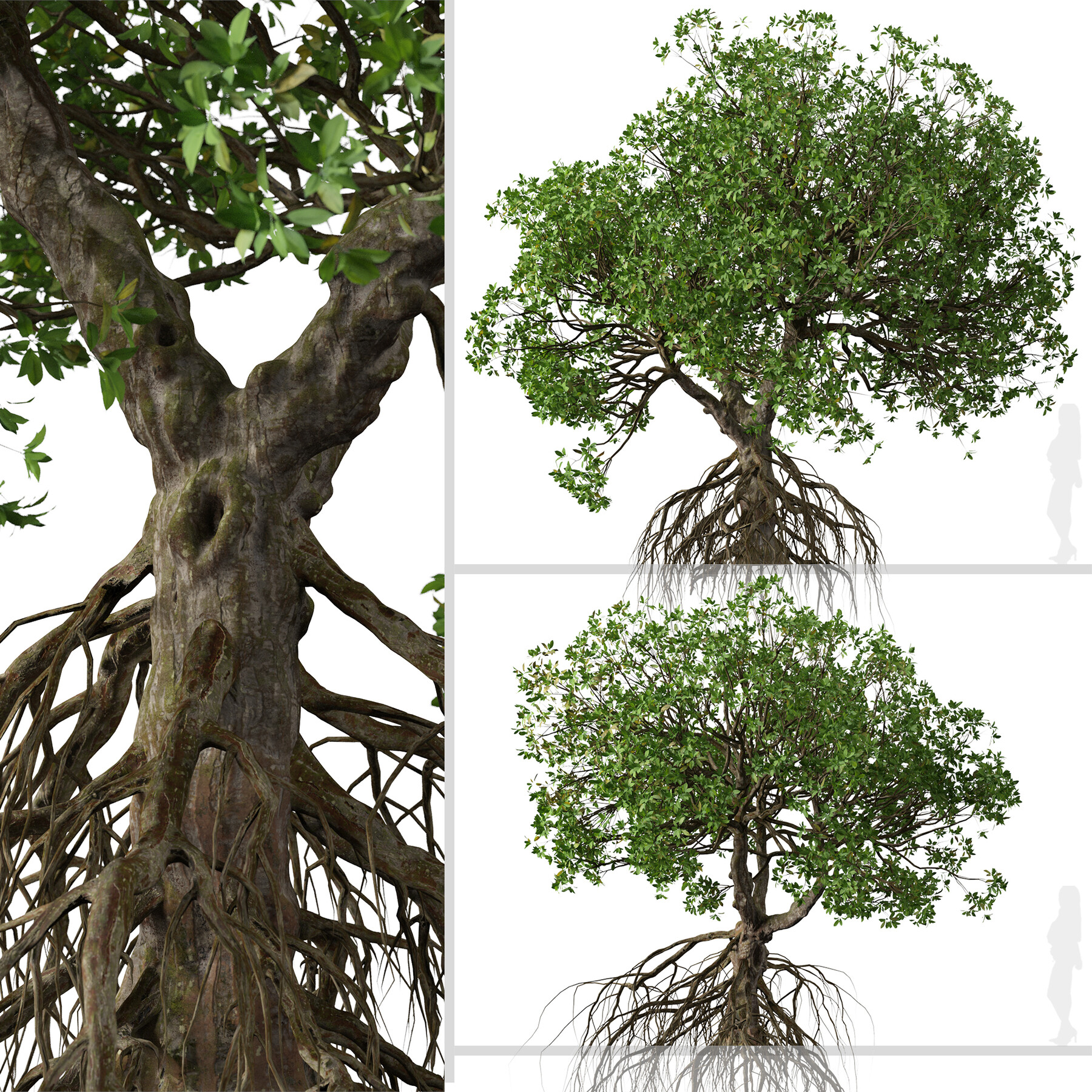 ArtStation - Set of Rhizophora apiculata Trees (Mangrove) (2 Trees ...