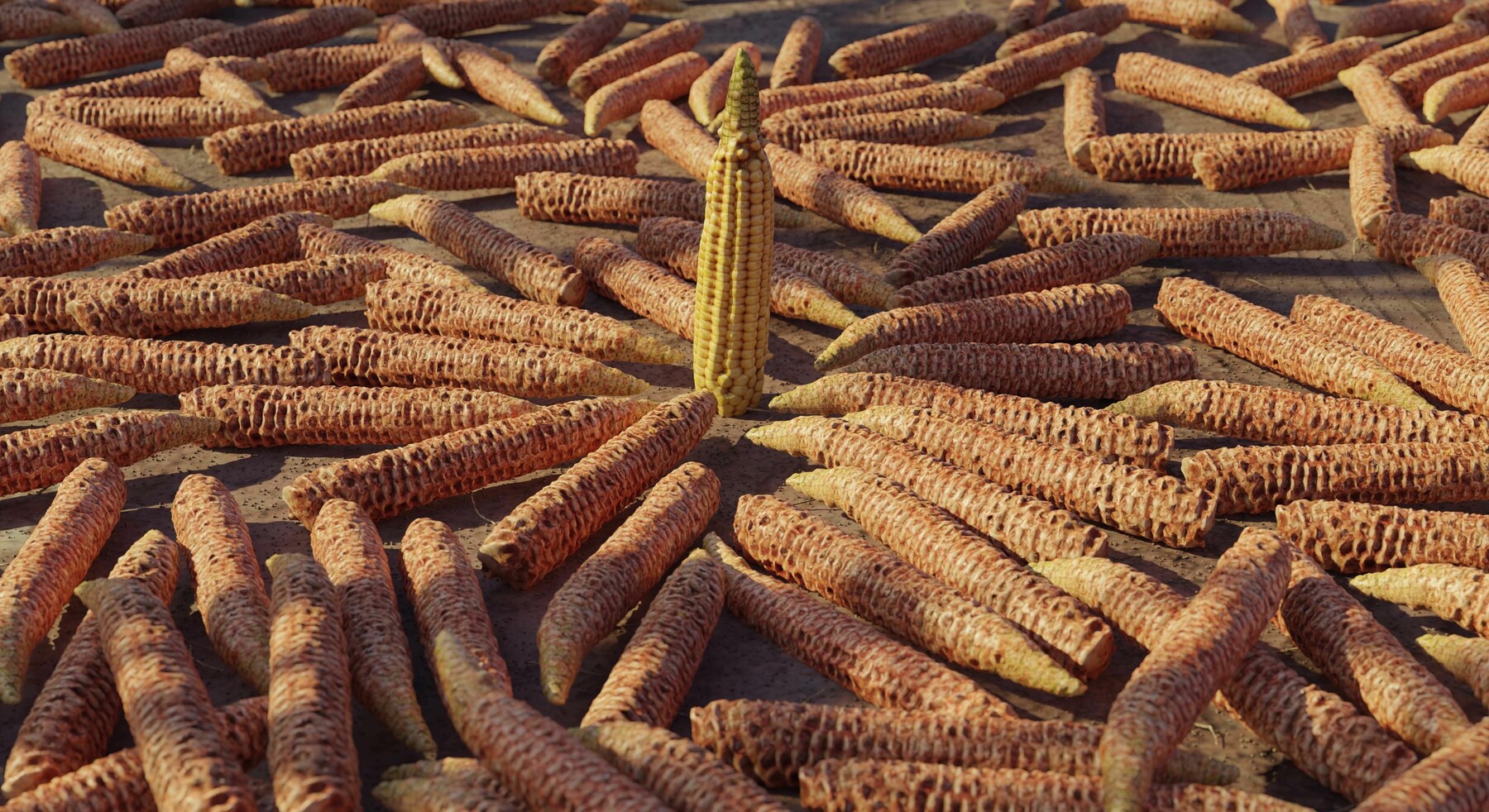 ArtStation - Corn cob of 3 Types in different stages - Blender Asset ...