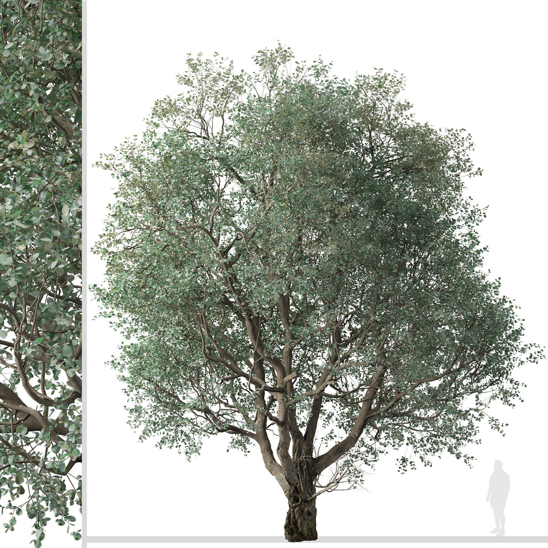 ArtStation - Set of Eucalyptus polyanthemos Tree (Red box) (2 Trees ...