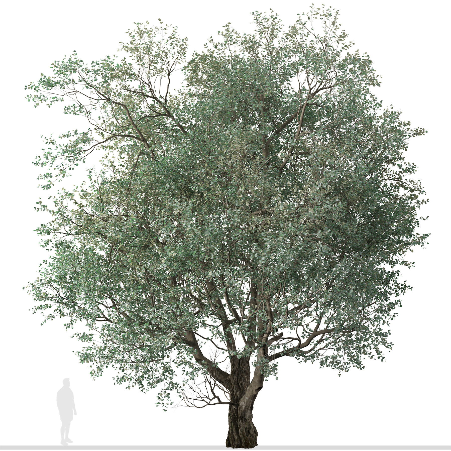 ArtStation - Set of Eucalyptus polyanthemos Tree (Red box) (2 Trees ...