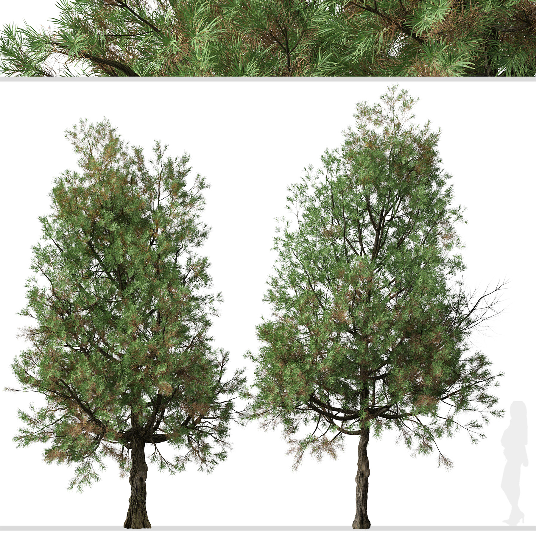 ArtStation - Set of Pinus nigra Tree (Austrian pine) (2 Trees) | Resources