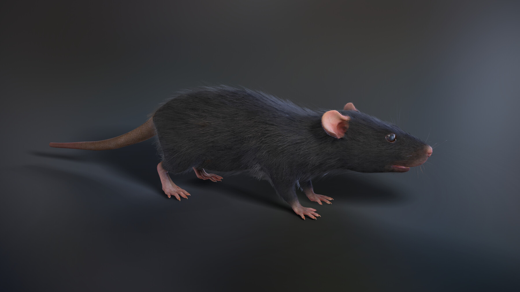 ArtStation - Rats with low poly fur | Game Assets