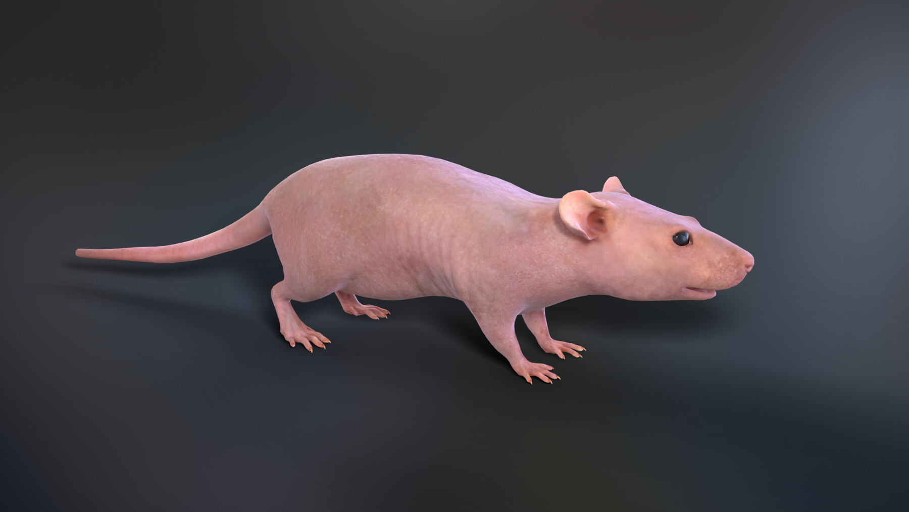 ArtStation - Rats with low poly fur | Game Assets