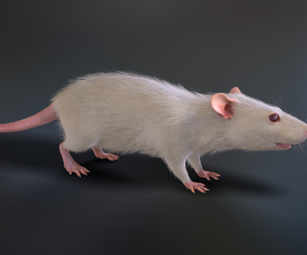 ArtStation - Rats with low poly fur | Game Assets
