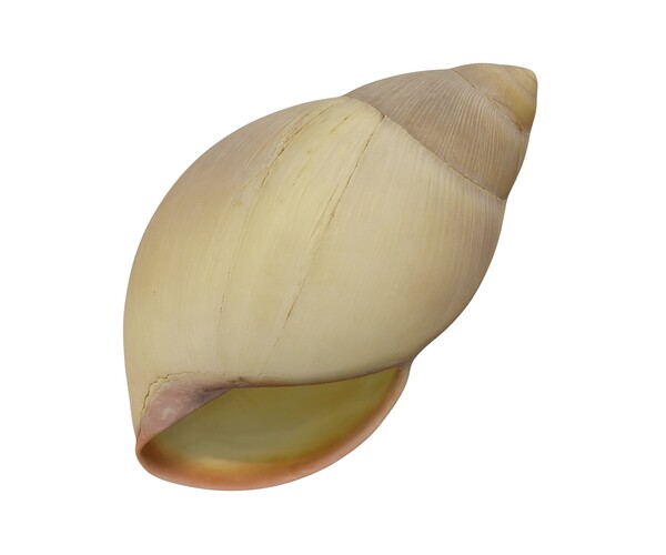 ArtStation - Snail Shell - Extreme Definition 3D Scanned Model | Resources