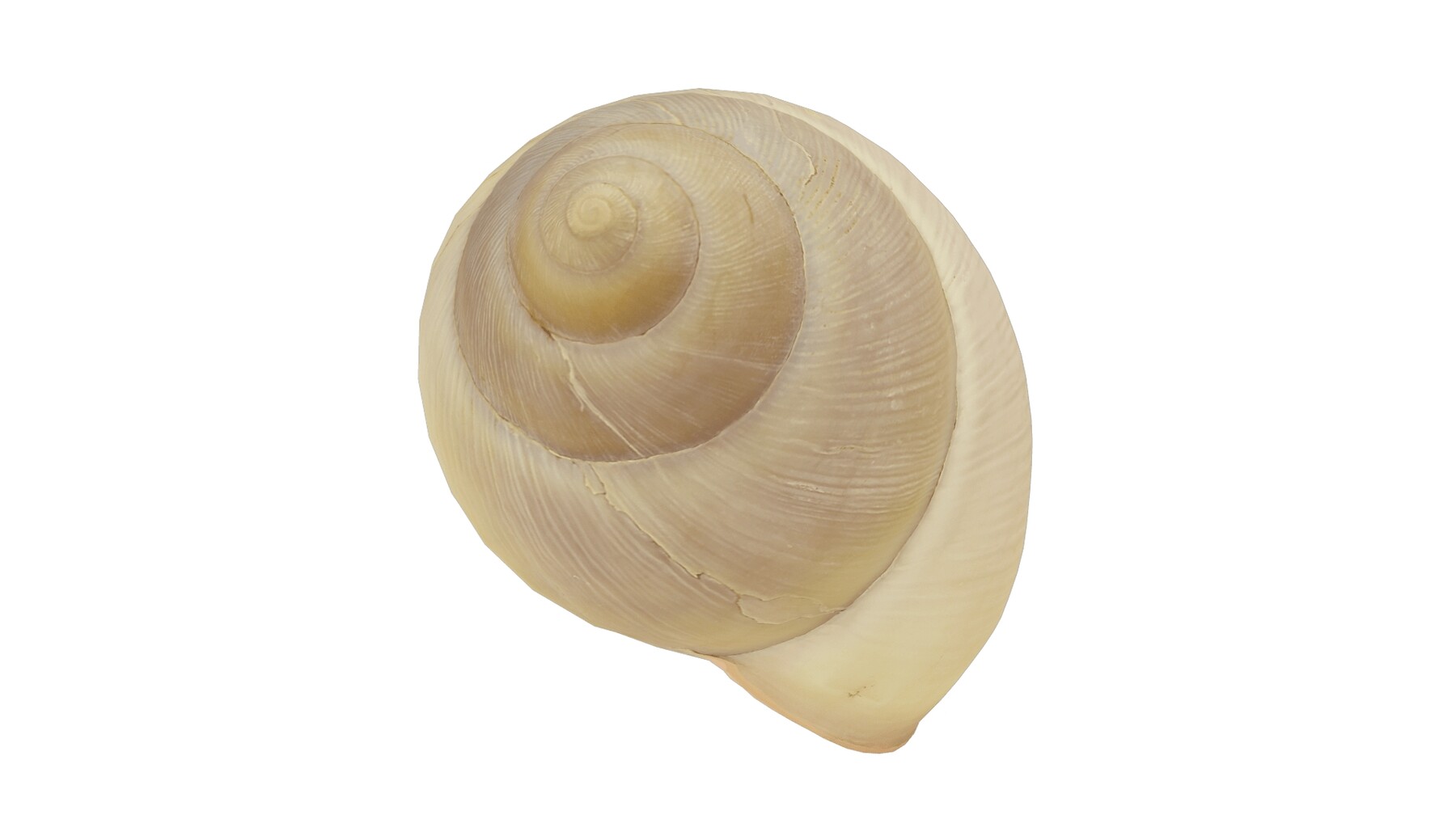 ArtStation - Snail Shell - Real-Time 3D Scanned Model | Resources