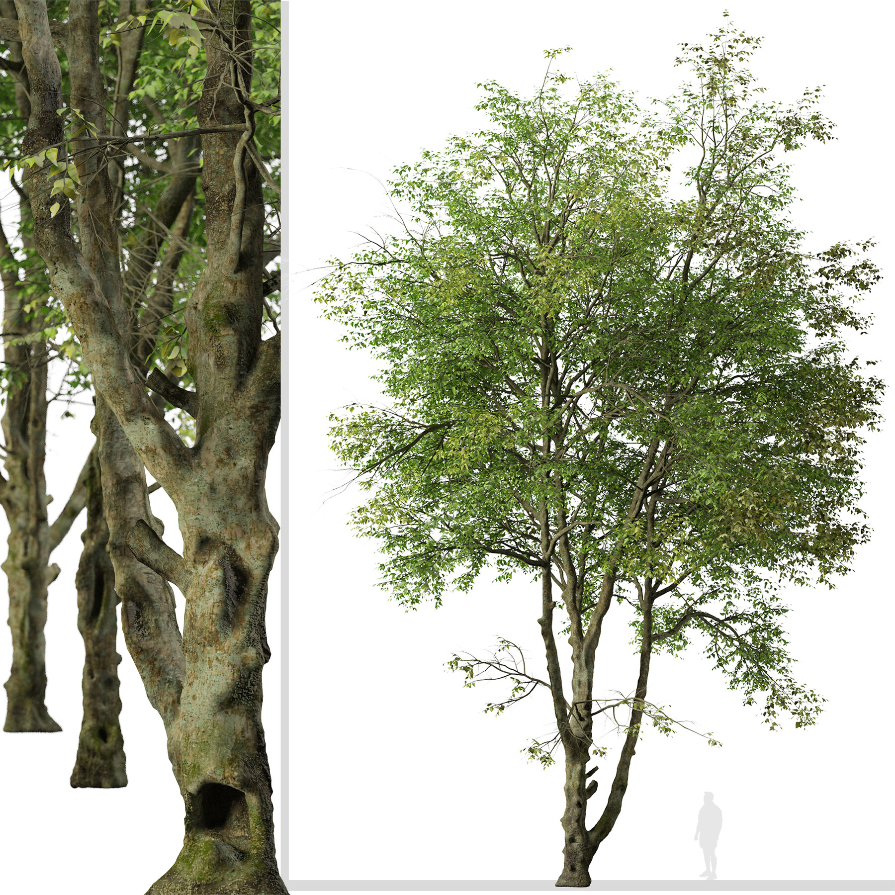 ArtStation - Set of Chinese ash Tree (Fraxinus chinensis) (2 Trees ...