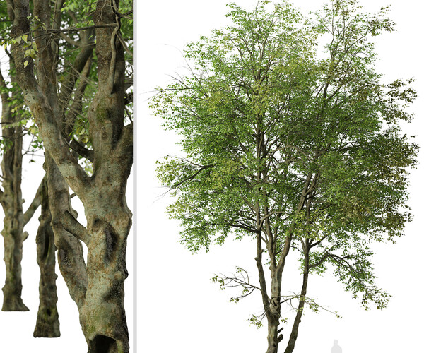 ArtStation - Set of Chinese ash Tree (Fraxinus chinensis) (2 Trees ...