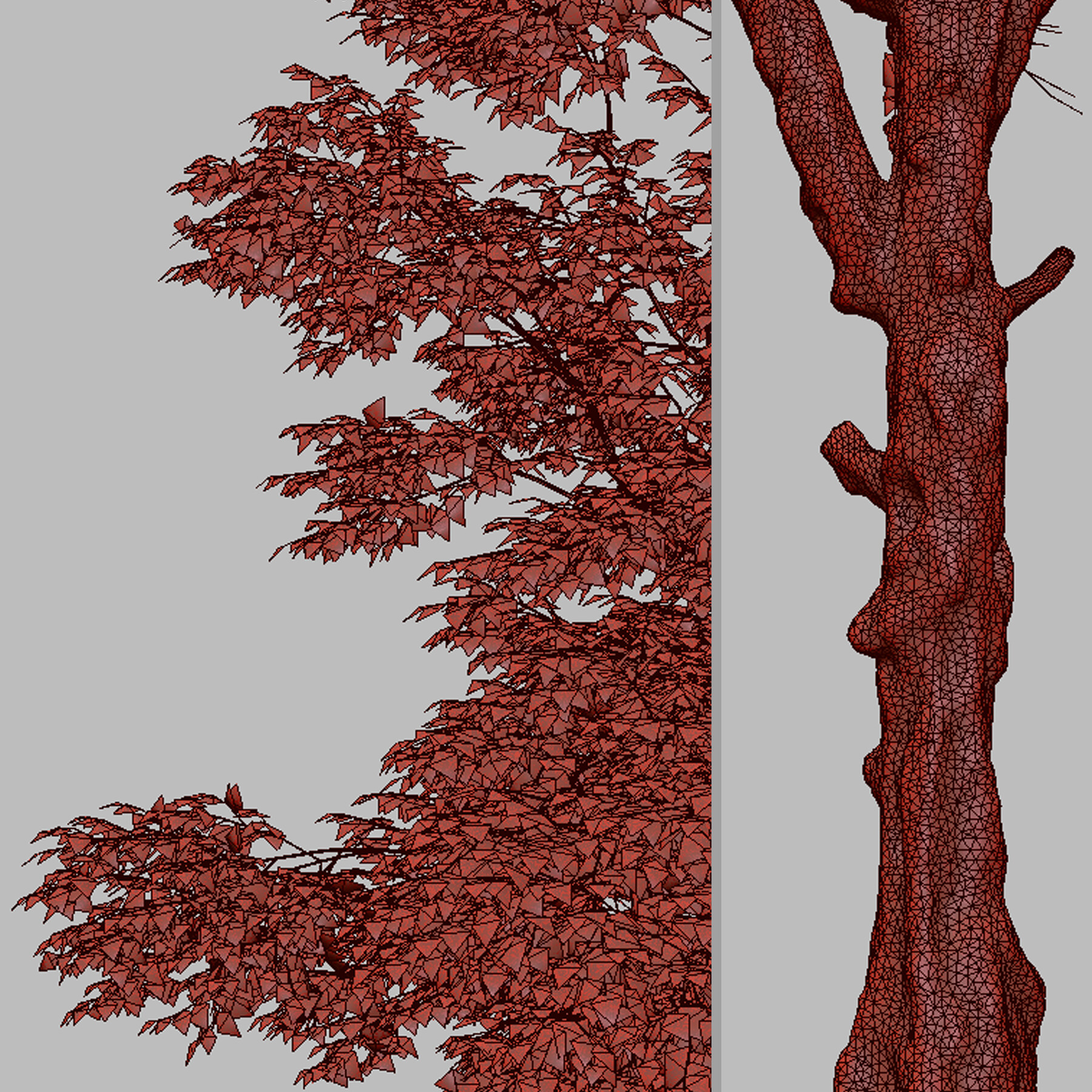 ArtStation - Set of Chinese ash Tree (Fraxinus chinensis) (2 Trees ...