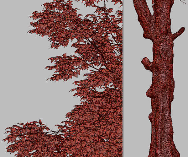 ArtStation - Set of Chinese ash Tree (Fraxinus chinensis) (2 Trees ...