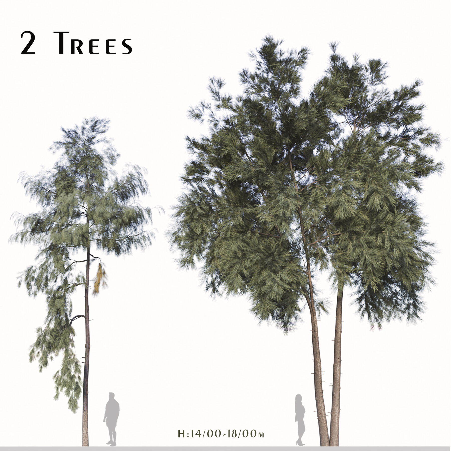 ArtStation - Set of Pinus pinaster Tree (Cluster pine) (2 Trees ...