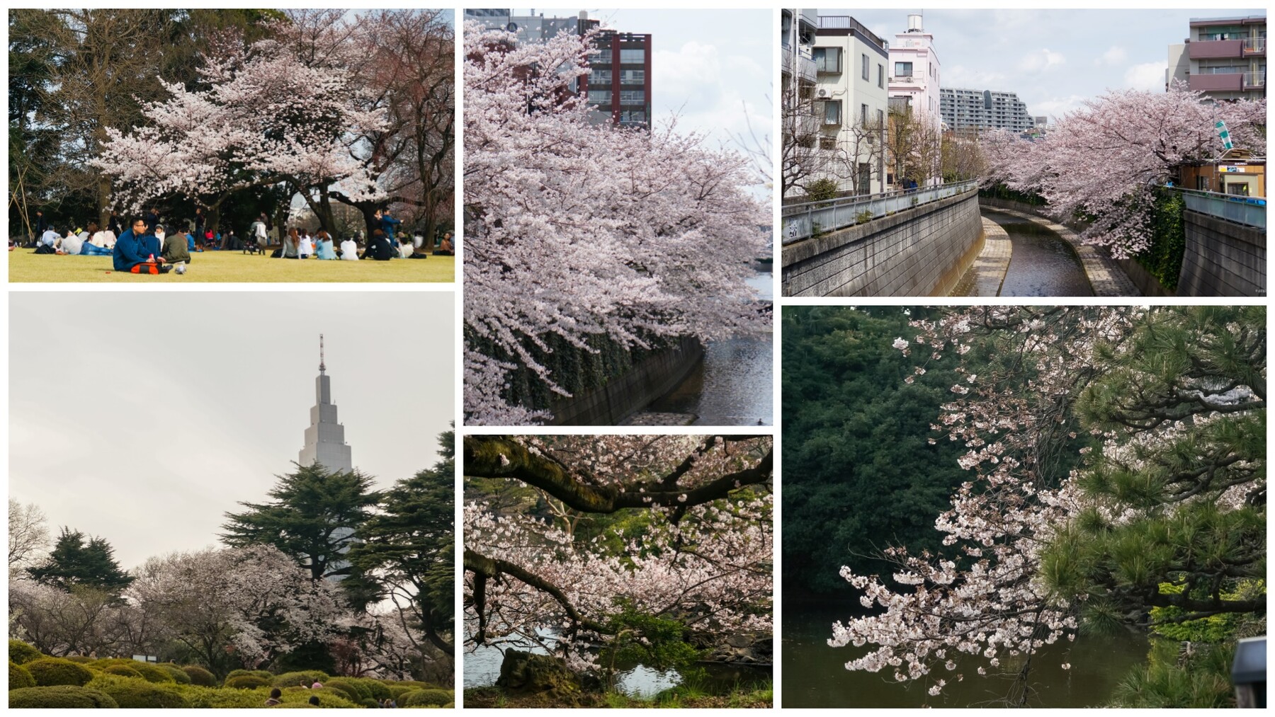 ArtStation - Tokyo Hanami | Japan | Resources