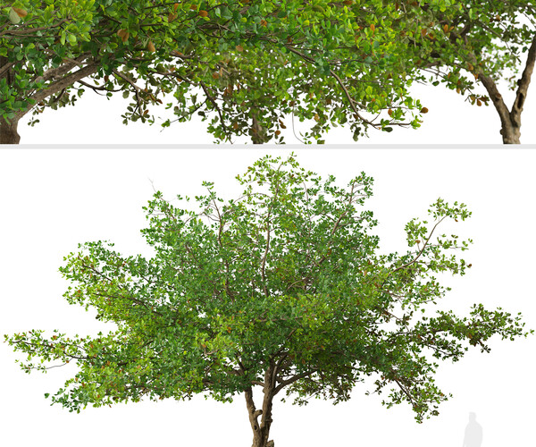 ArtStation - Set of Terminalia catappa Tree (Indian almond) (2 Trees ...