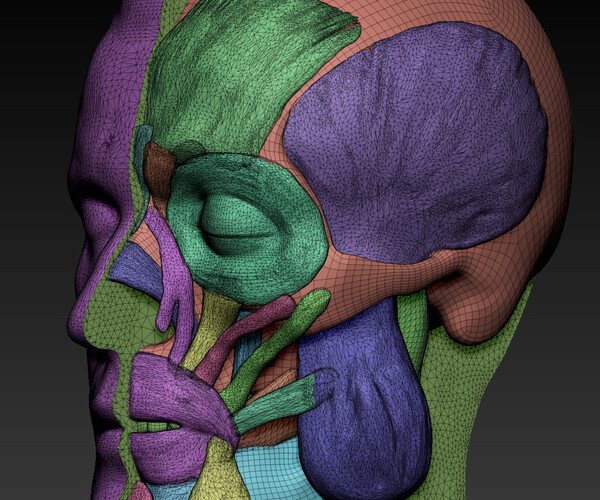 ArtStation - Male Bust - Anatomy | Resources