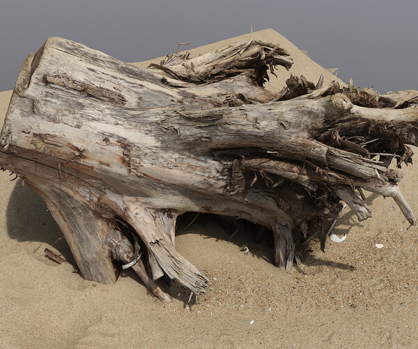 ArtStation - Broken tree_0007(Photogrametry.Photoscan.obj,Photo ...