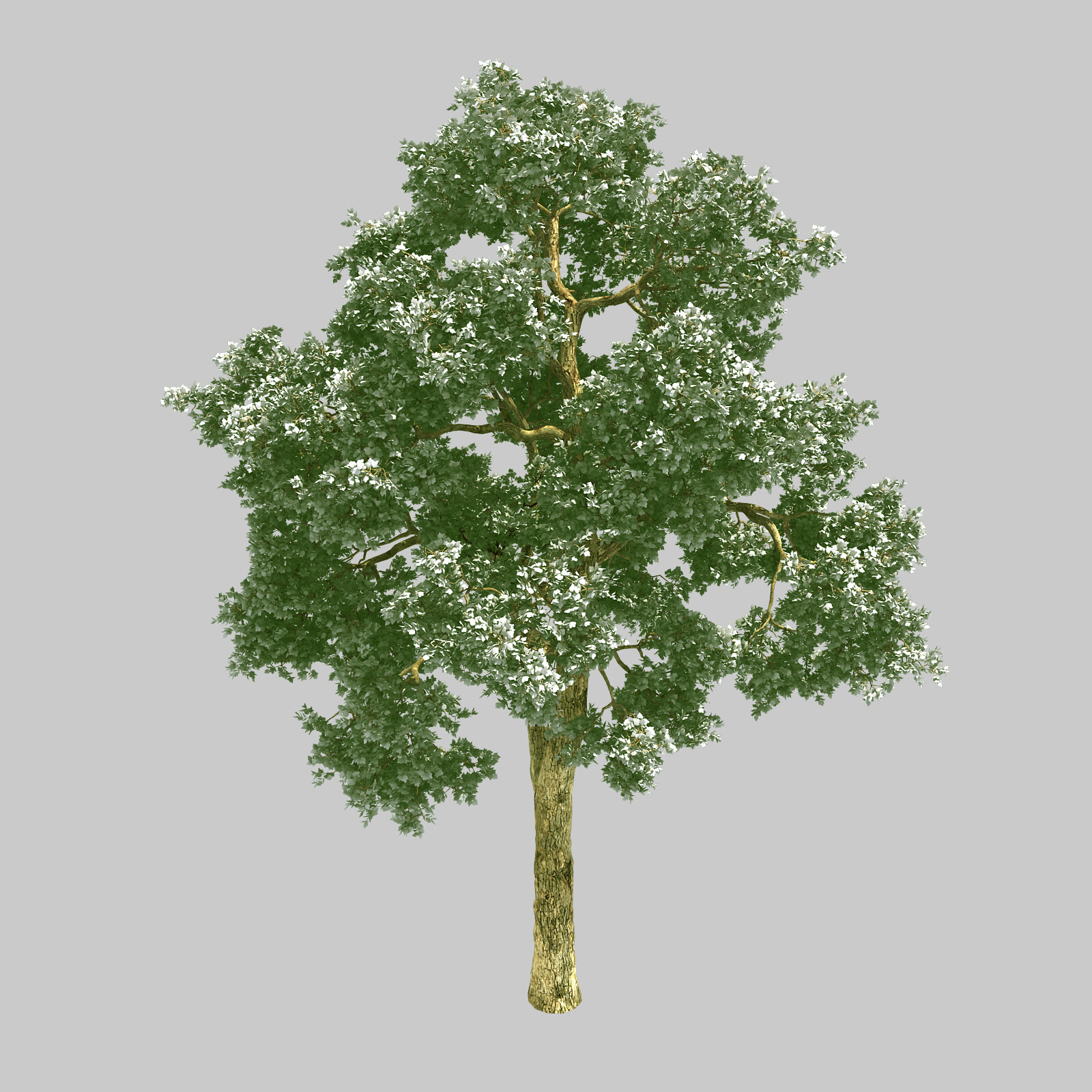 ArtStation - Forest - Wooden Maple Tree 78 | Game Assets