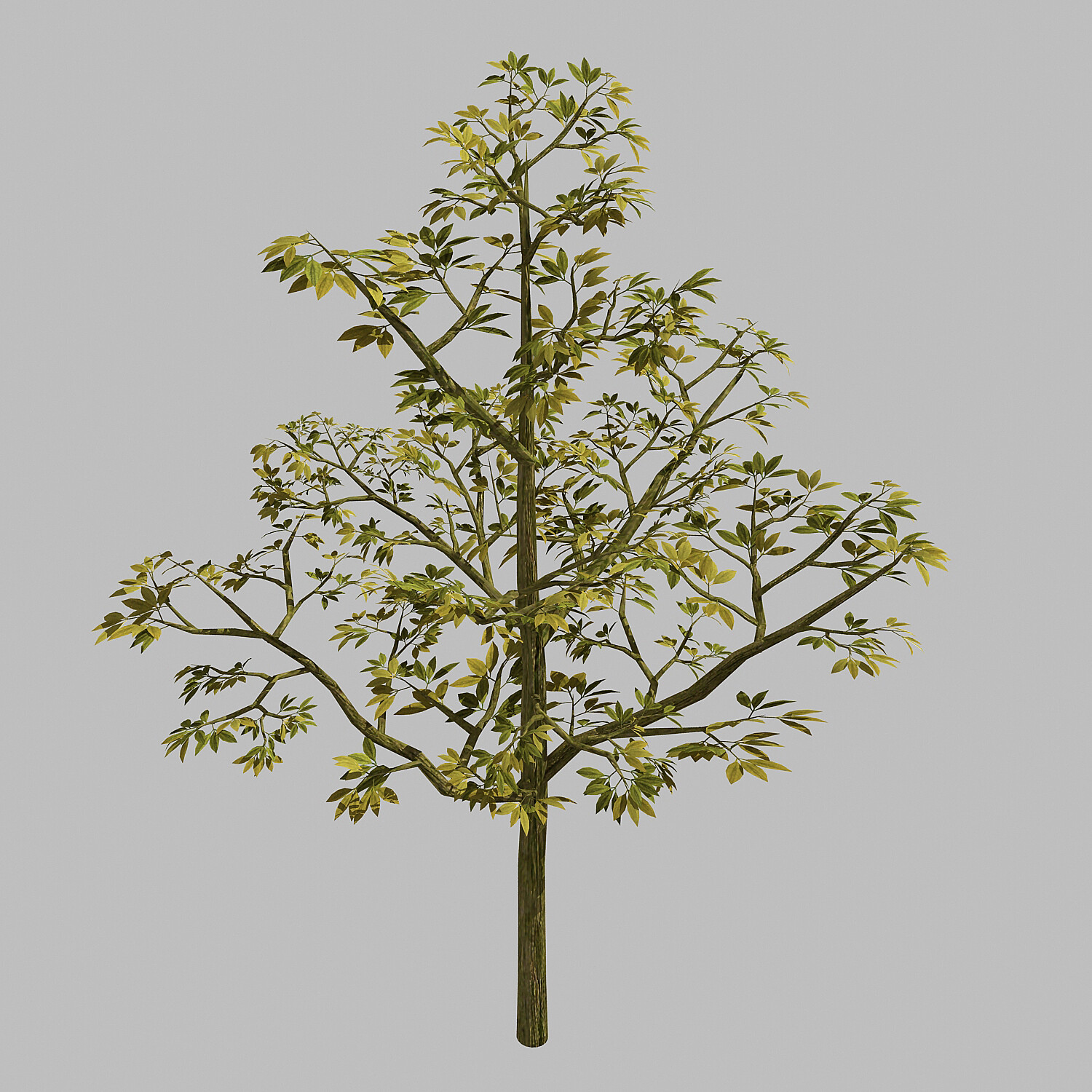 ArtStation - Forest Plants - Trees 65 | Game Assets