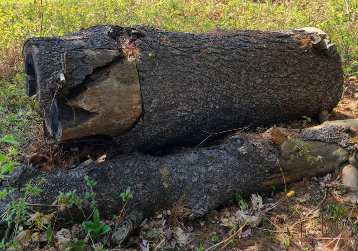 ArtStation - Fallen Log in the Woods | Resources