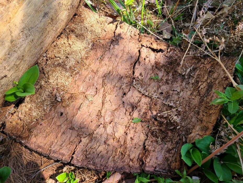 ArtStation - Fallen Log in the Woods | Resources