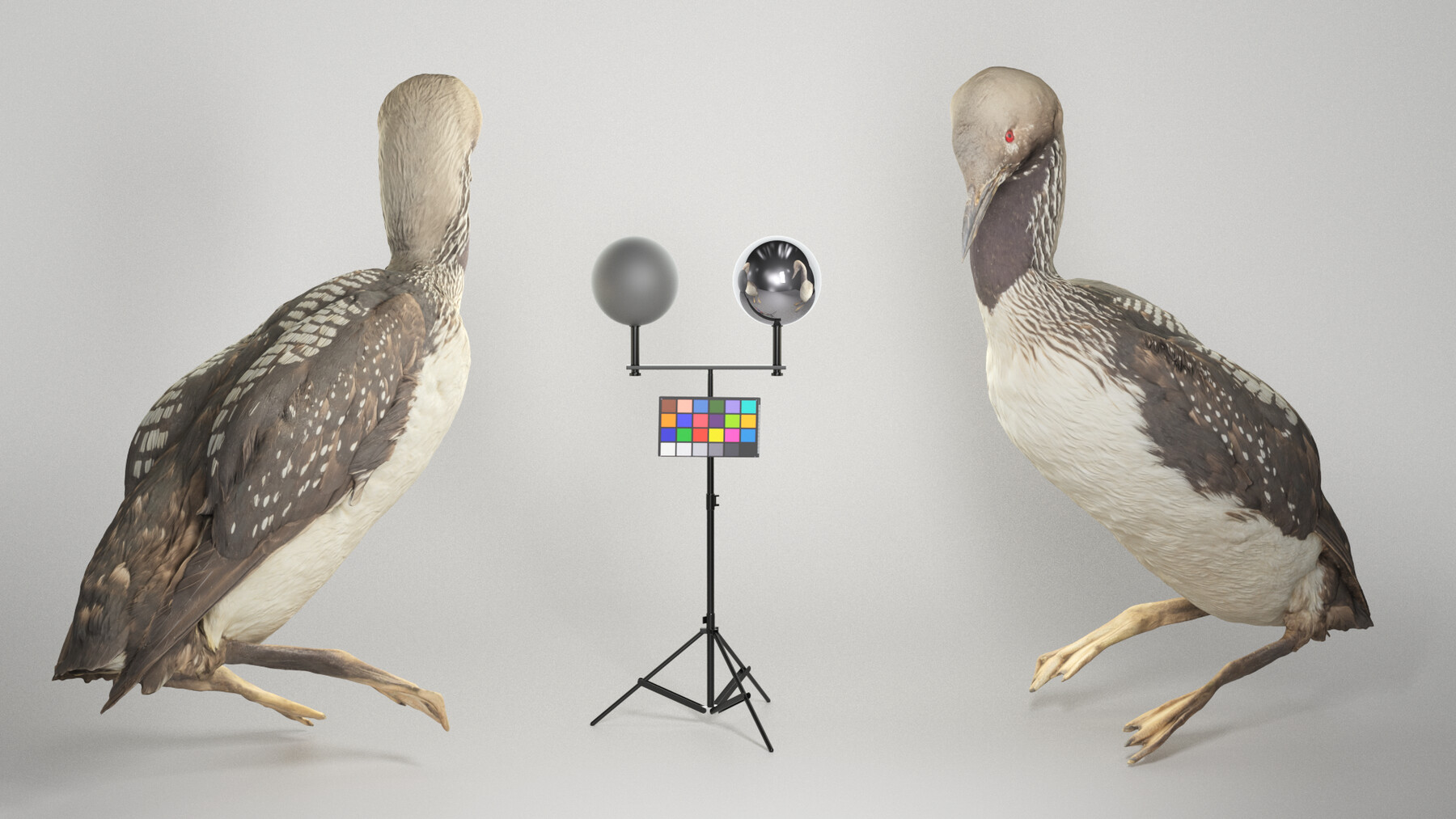 ArtStation - Common loon 08 | Game Assets