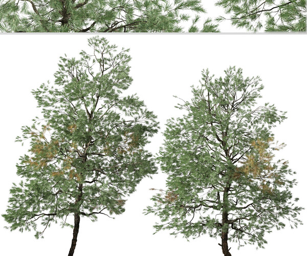 ArtStation - Set of Gray Pine Tree (Pinus sabiniana) (2 Trees) | Resources