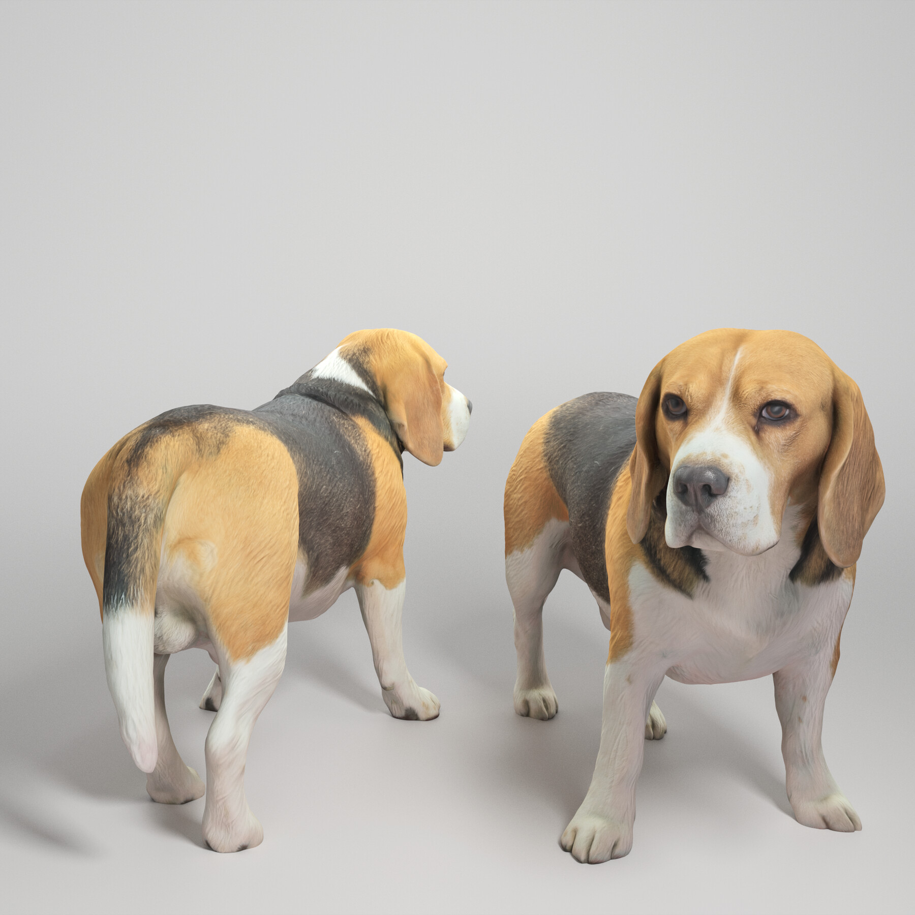 ArtStation - Beagle dog 09 | Game Assets