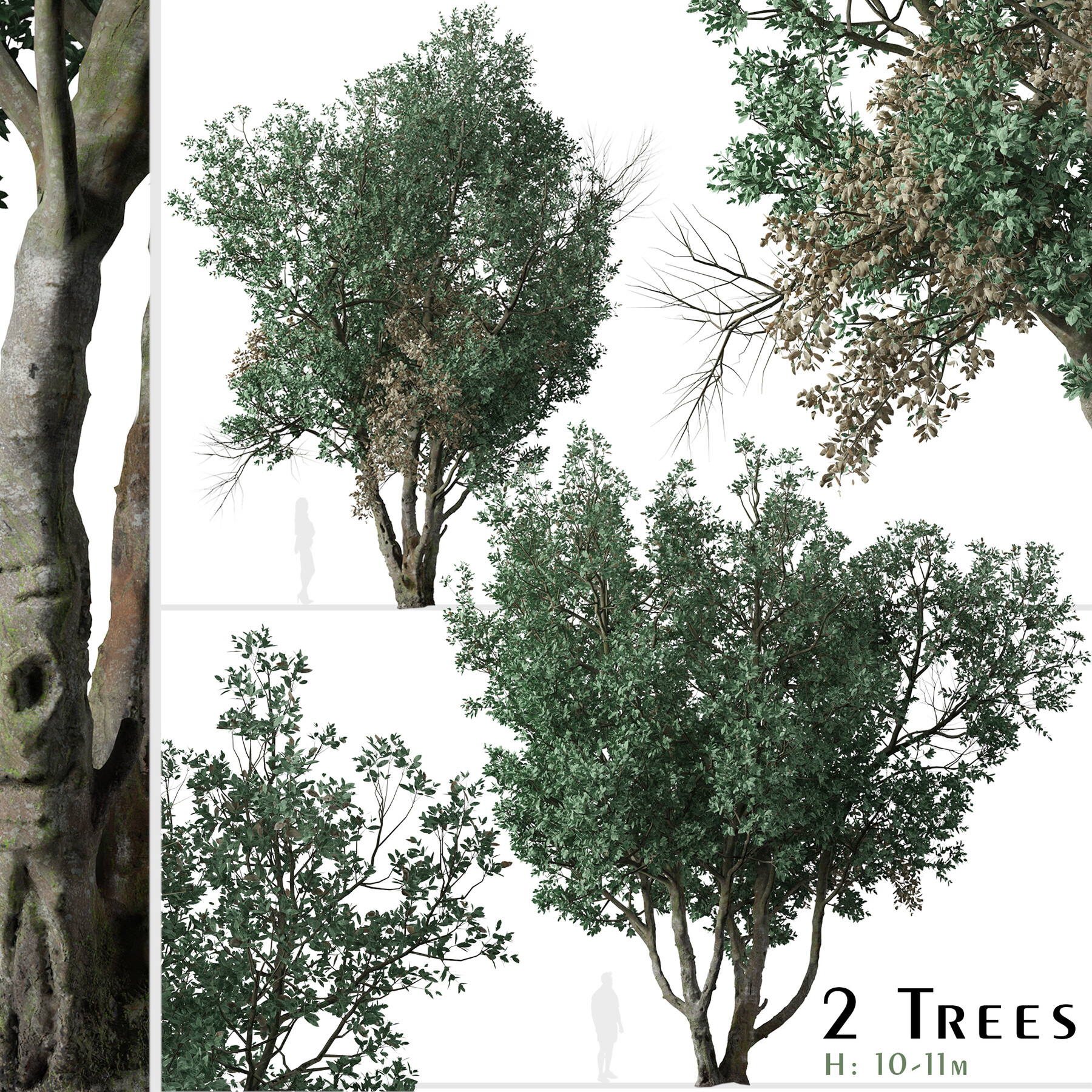 ArtStation - Set of Tanbark Oak Tree (Lithocarpus densiflorus) (2 Trees ...