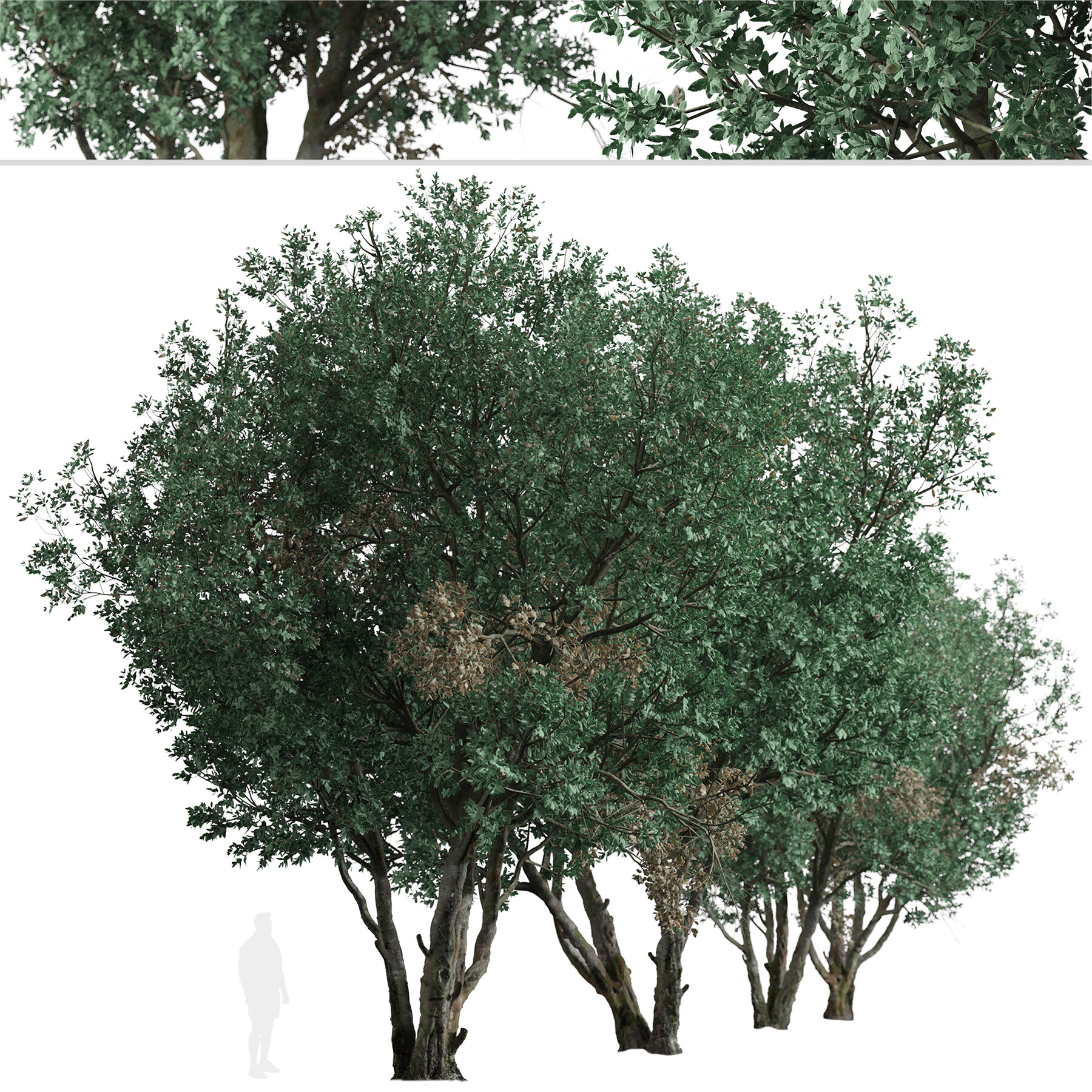 ArtStation - Set of Tanbark Oak Tree (Lithocarpus densiflorus) (2 Trees ...