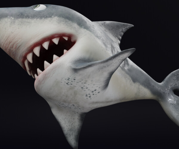 ArtStation - 3d Stylized Cute Shark - Rigged | Resources