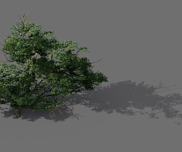 ArtStation - Game Model - Forest - Shrub 14 | Game Assets