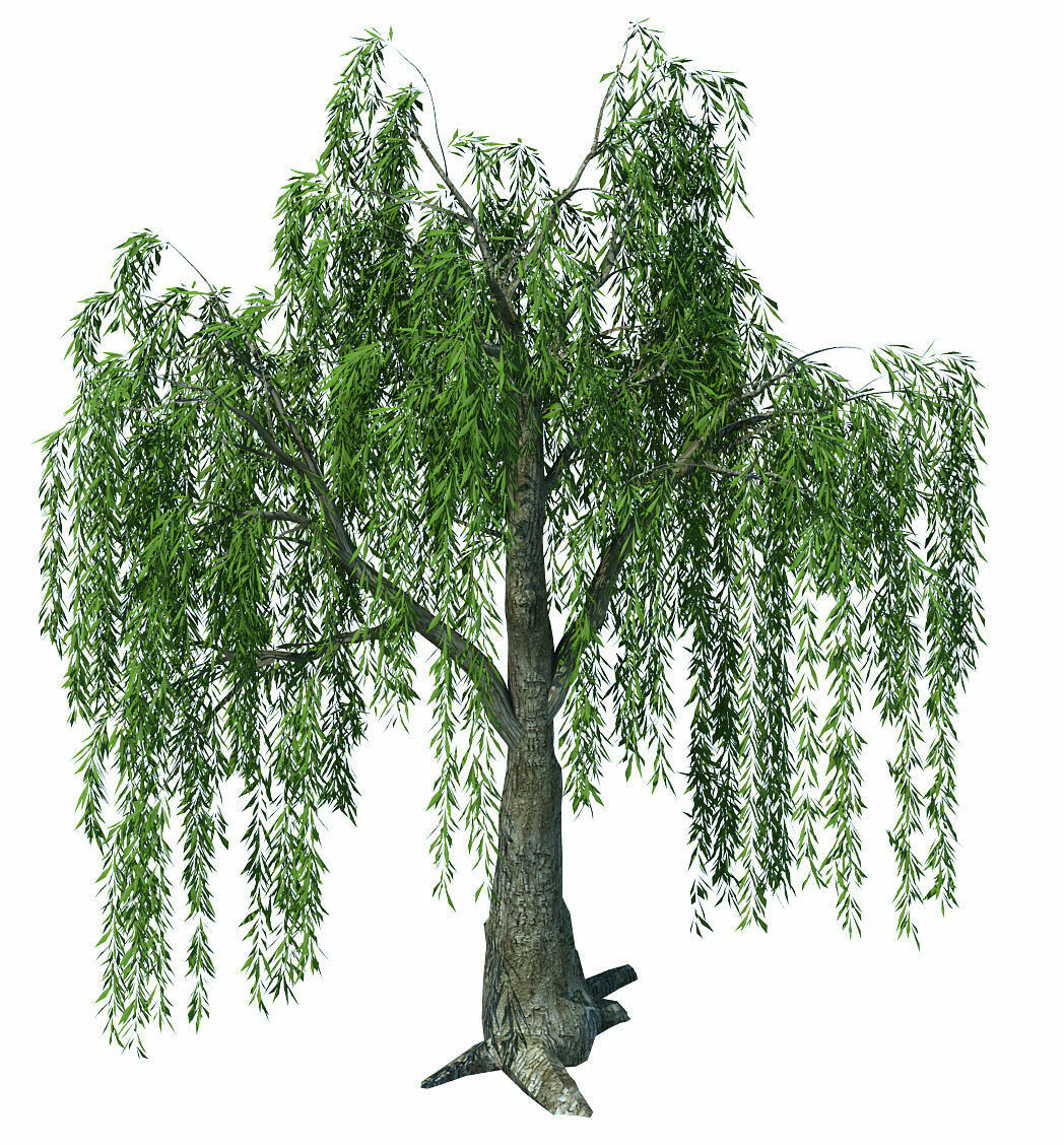 ArtStation - Forest Trees - Willow 01 | Game Assets
