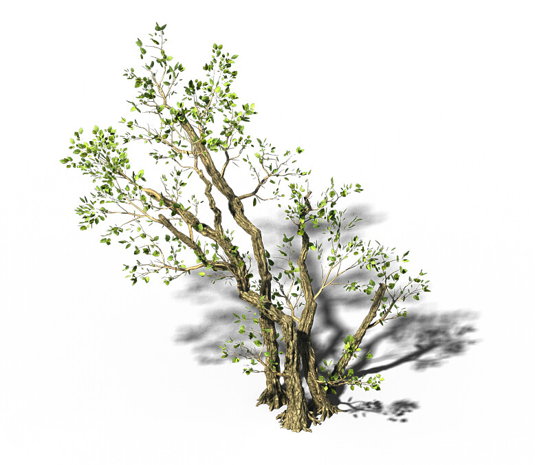 ArtStation - General Plant - Trees 01 | Game Assets