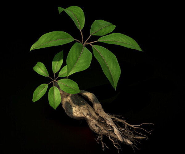 ArtStation - Plant - ginseng | Game Assets