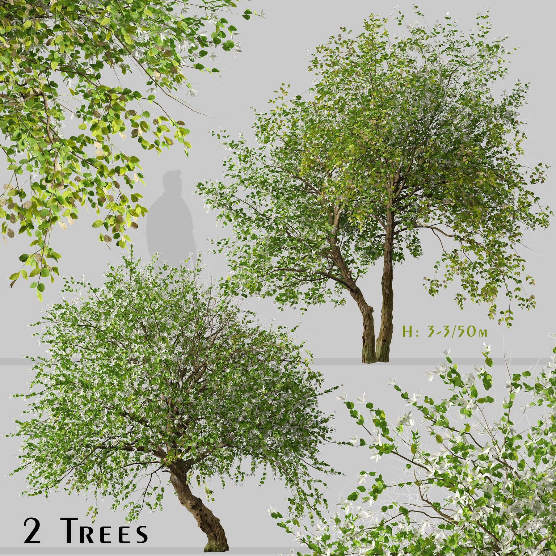 ArtStation - Set of Common Jasmine Tree (Jasminum officinale) (2 Trees ...