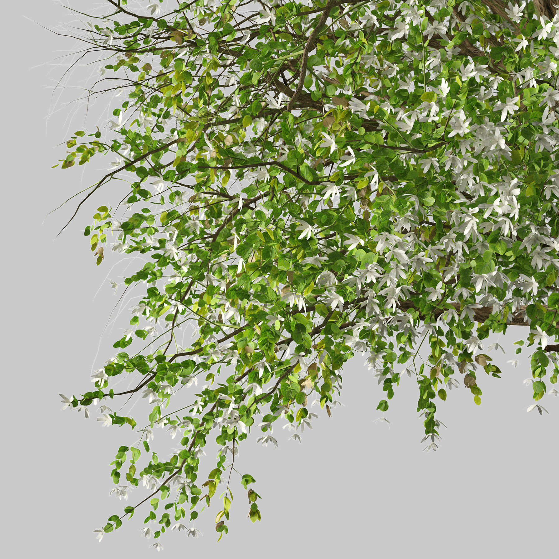 ArtStation - Set of Common Jasmine Tree (Jasminum officinale) (2 Trees ...