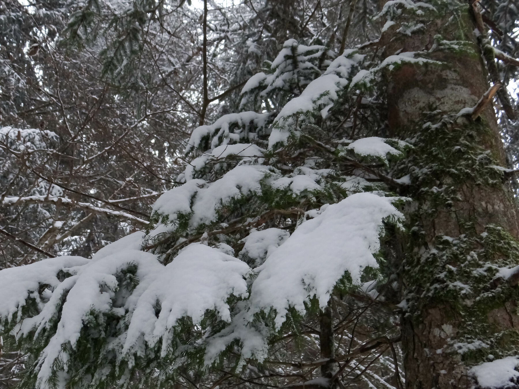 ArtStation - Snowy forest | Photopack (100 photos 5k) | Resources