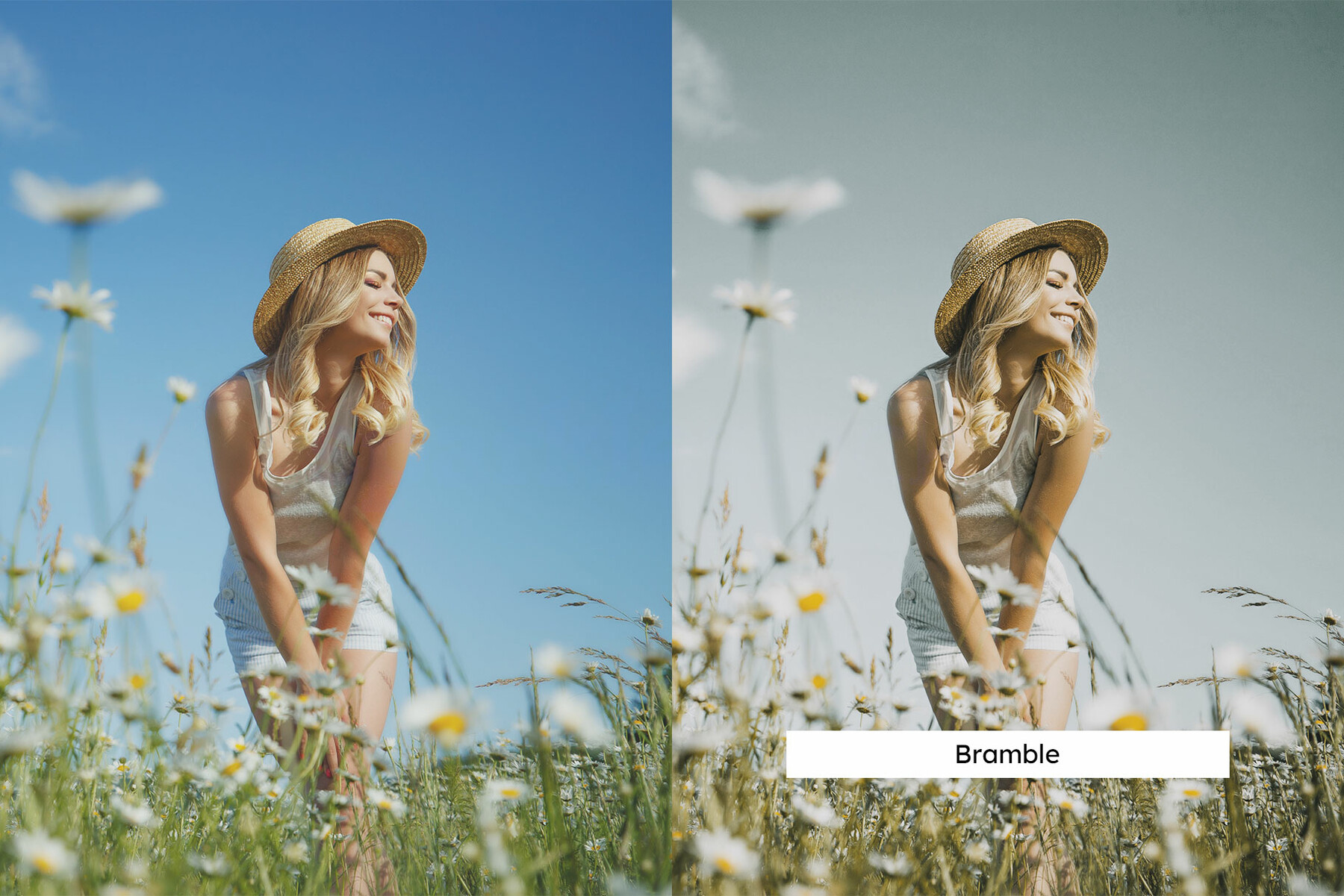 ArtStation - 20 Chamomile LUTs and Lightroom Presets | Resources