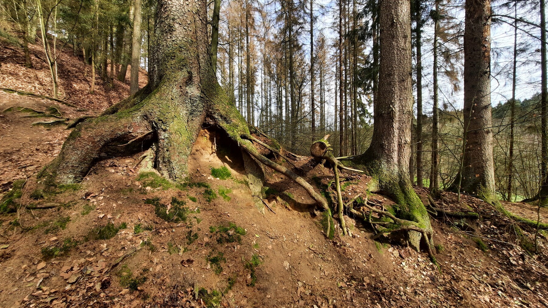 ArtStation - Nature Reference Pack 700+ Photos | Resources