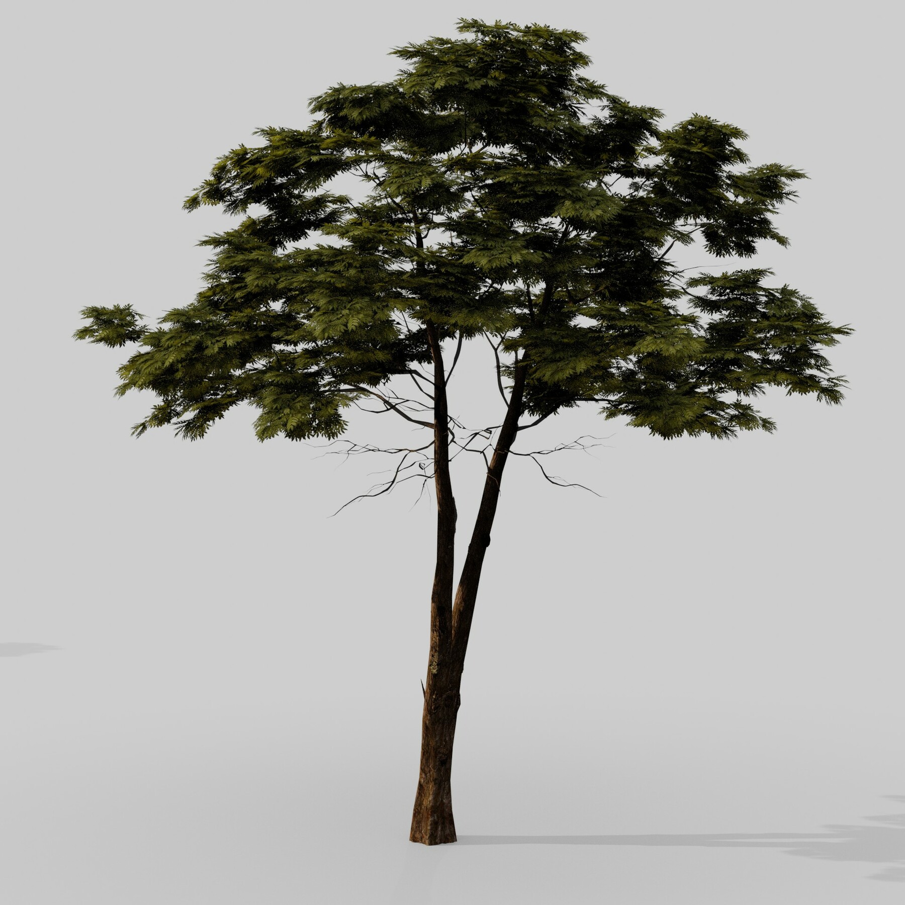 ArtStation - Large Trees Lowpoly Collection | Resources