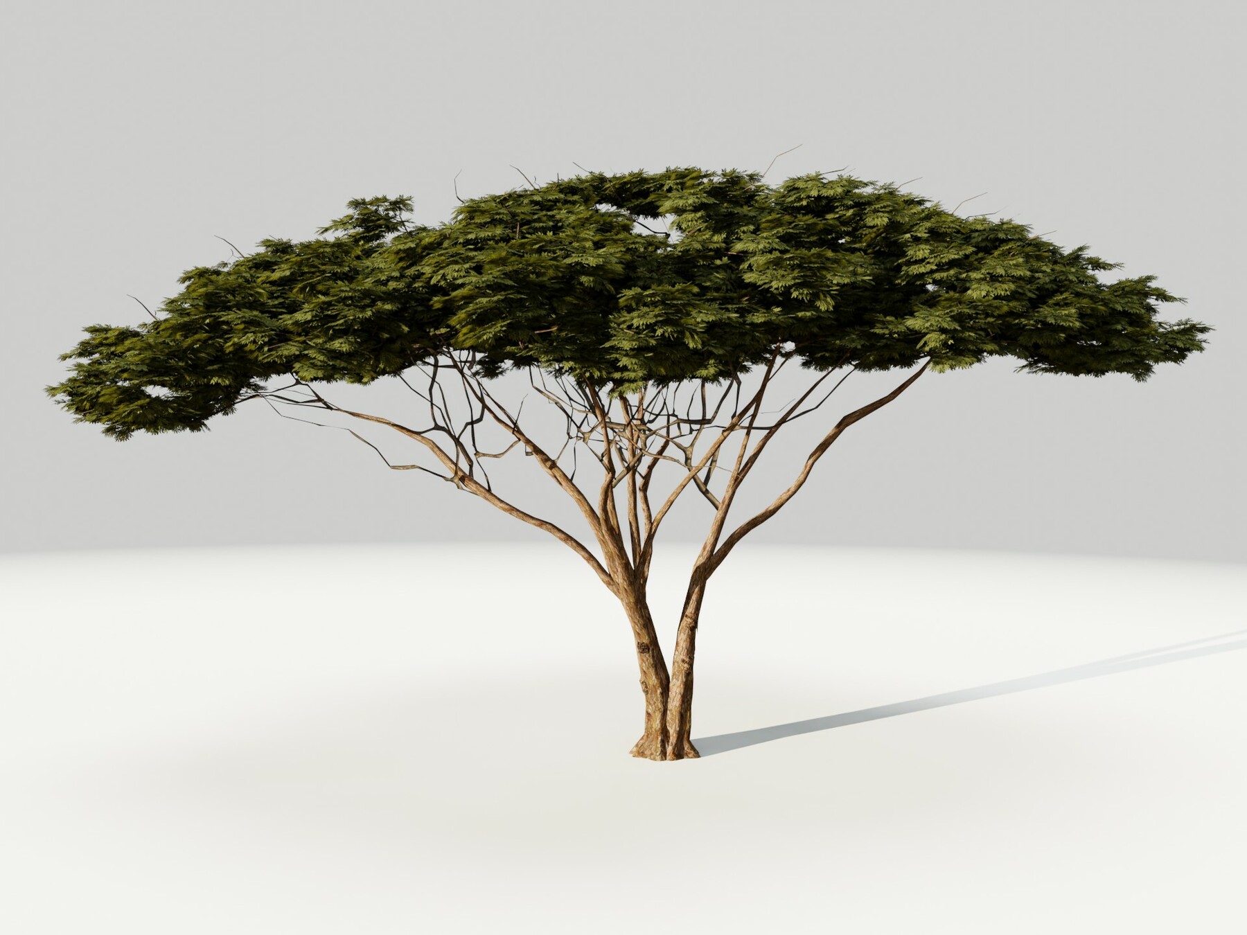 ArtStation - Large Trees Lowpoly Collection | Resources