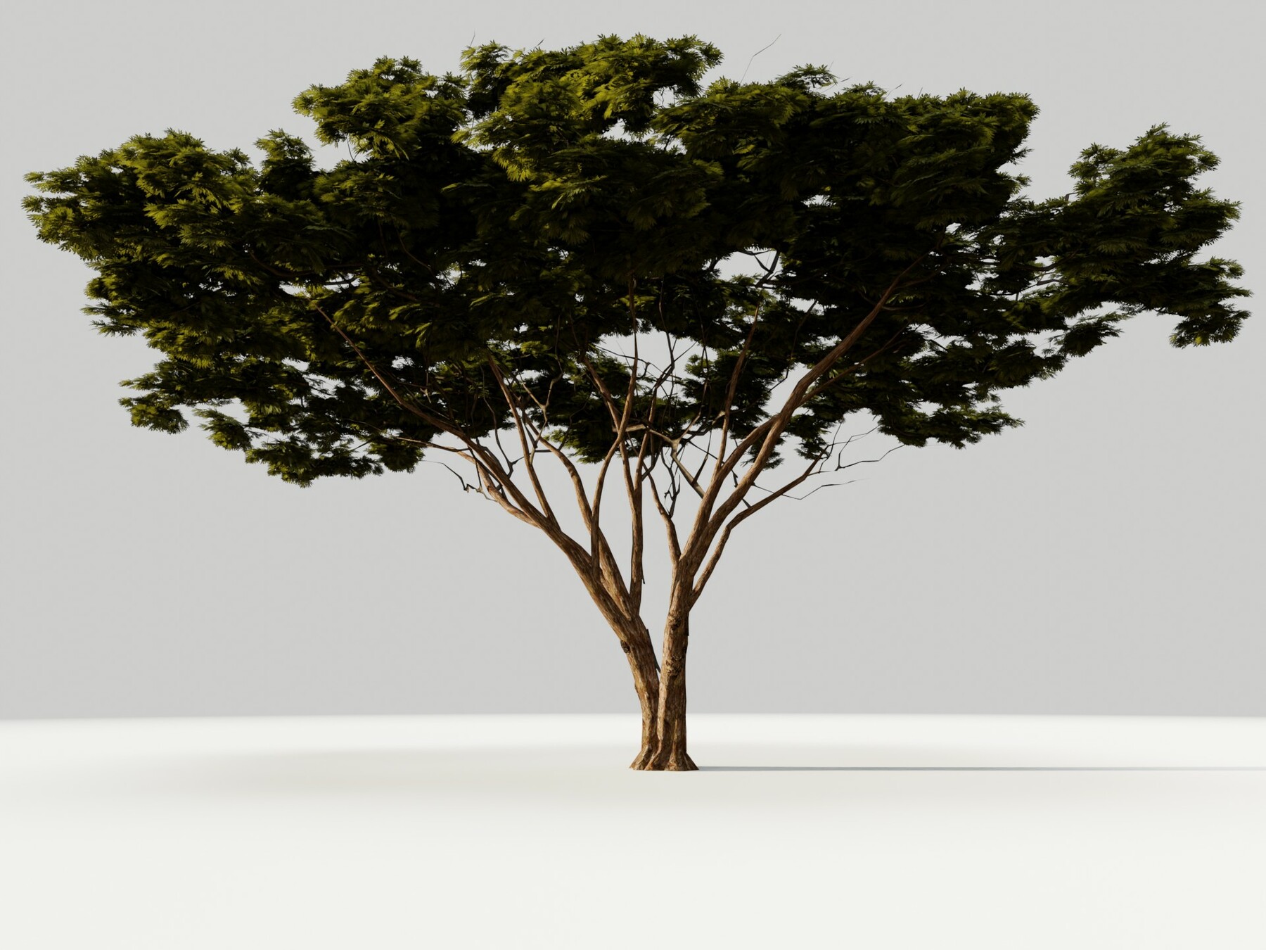 ArtStation - Large Trees Lowpoly Collection | Resources