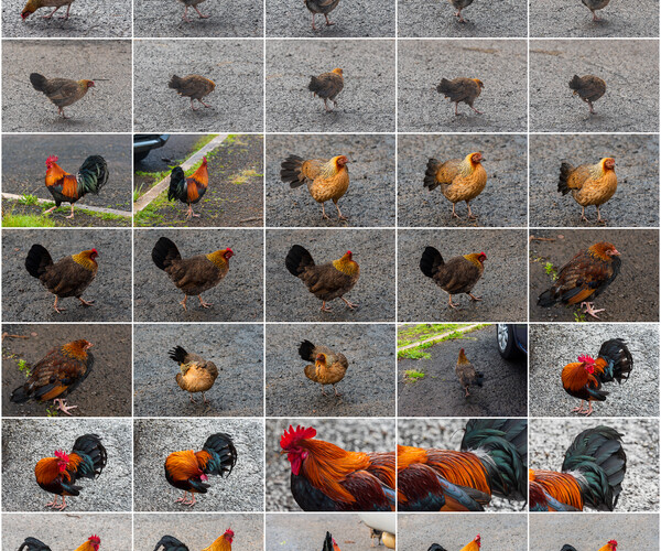 ArtStation - Creature Design Reference Pack - Chickens - 250+ Royalty ...