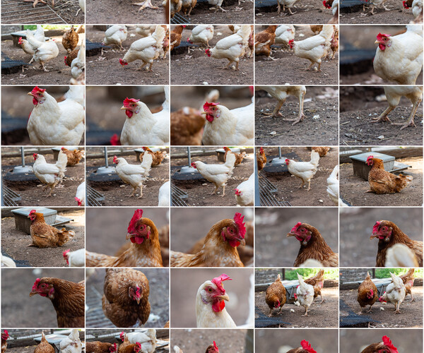 ArtStation - Creature Design Reference Pack - Chickens - 250+ Royalty ...