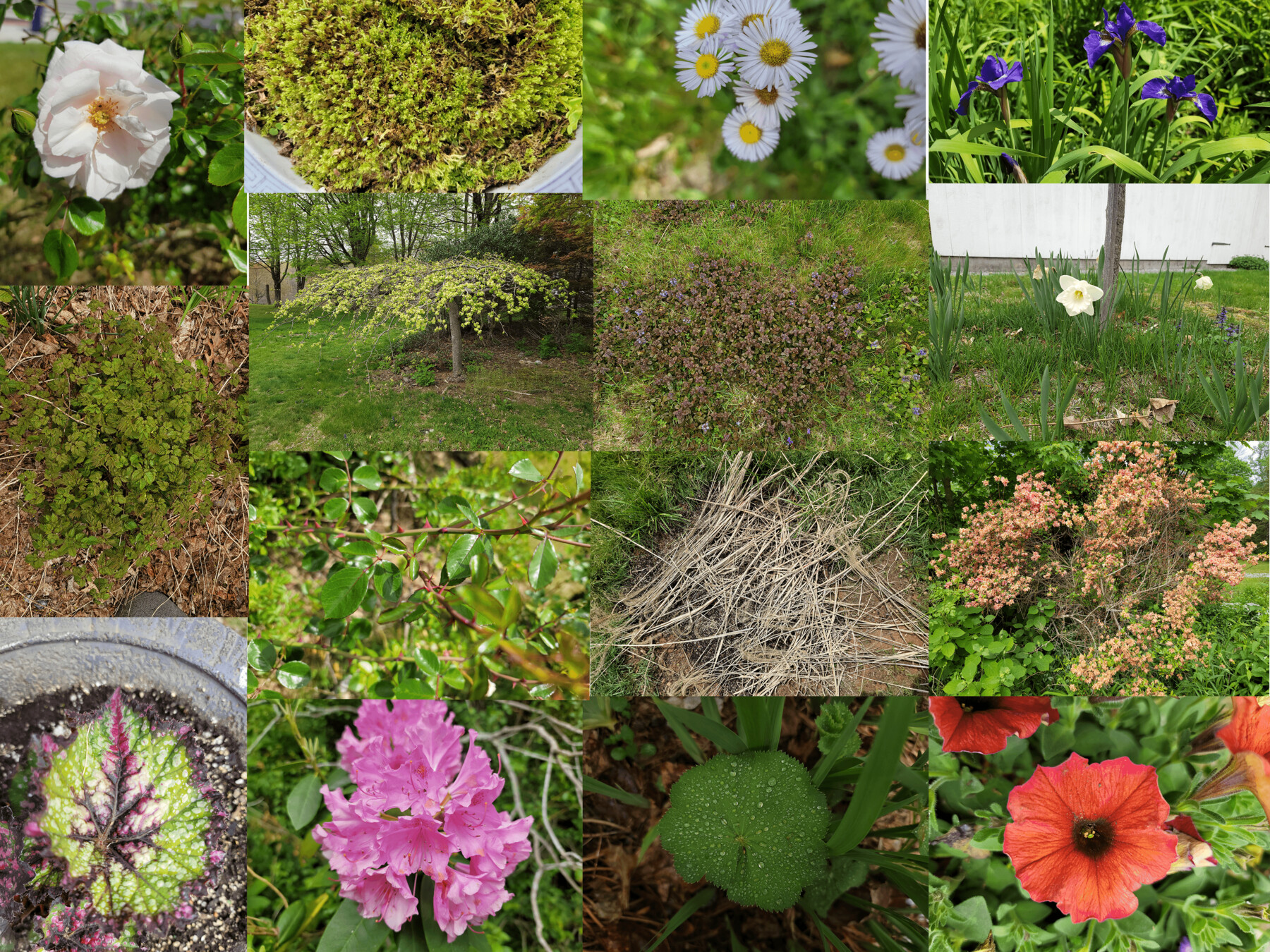 ArtStation - New England Flowers And Foliage Texture Reference | Resources